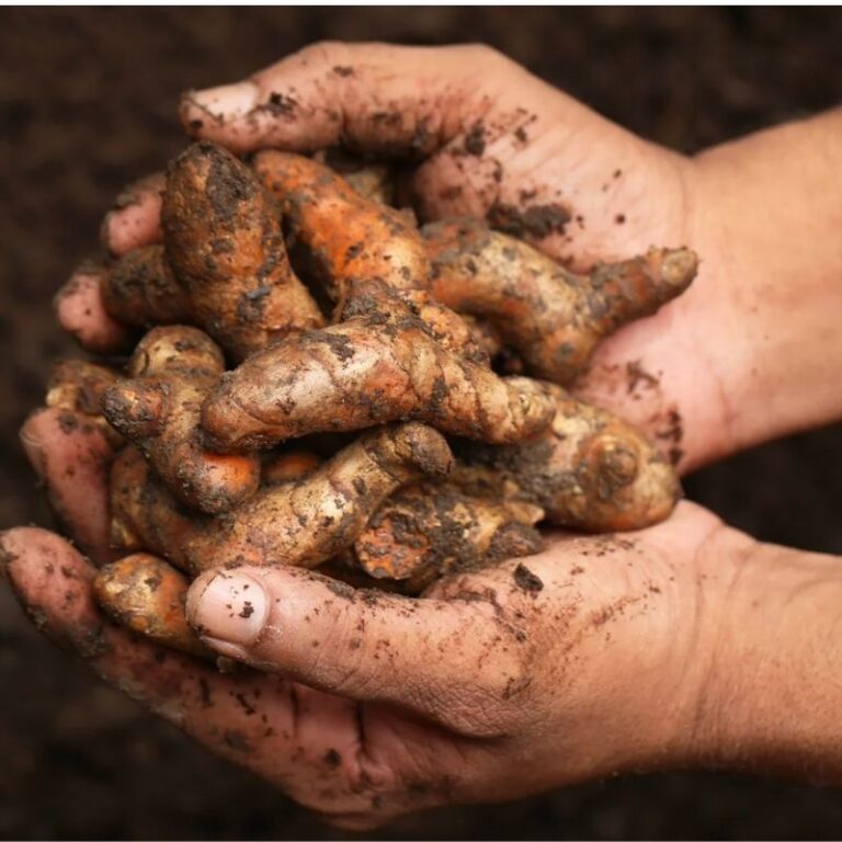 Grow Your Own Turmeric in any climate!