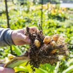 Grow Your Own Turmeric in any climate!